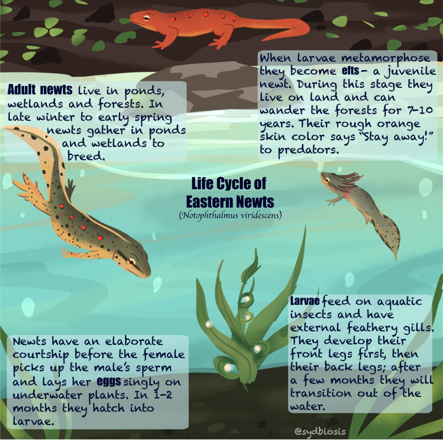 May 3: The Secret Lives of Amphibians | PARC