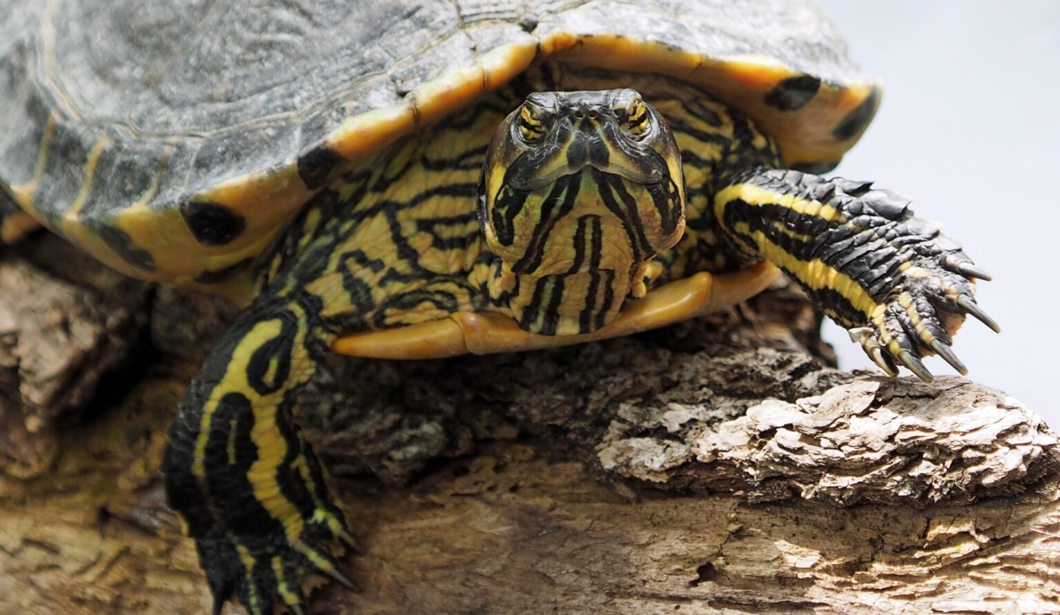 PARC National Turtle Networking Team (TNT) | PARC