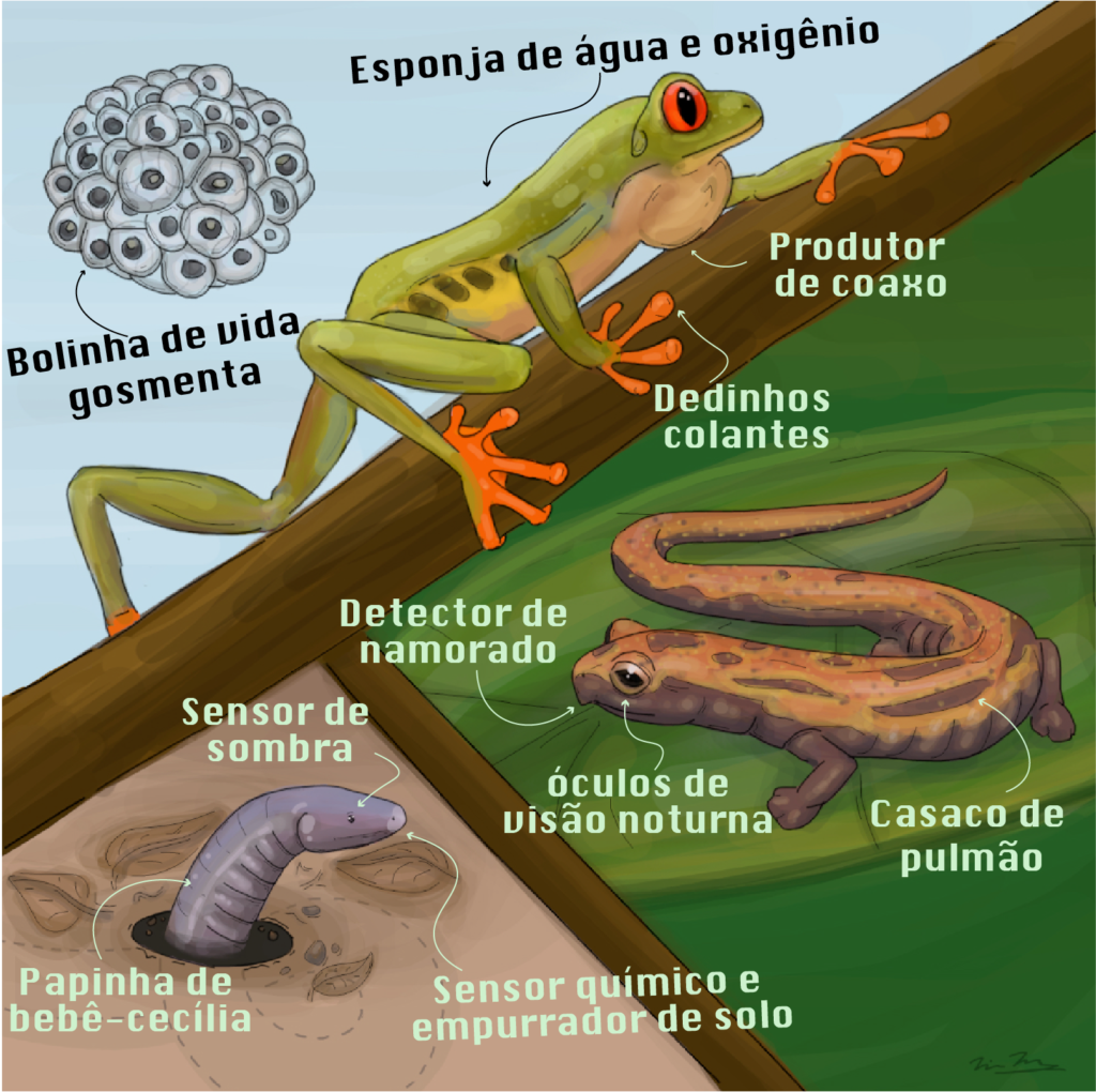 Unscience an Amphibian_Portuguese | PARC