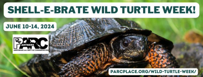 Wild Turtle Week | PARC