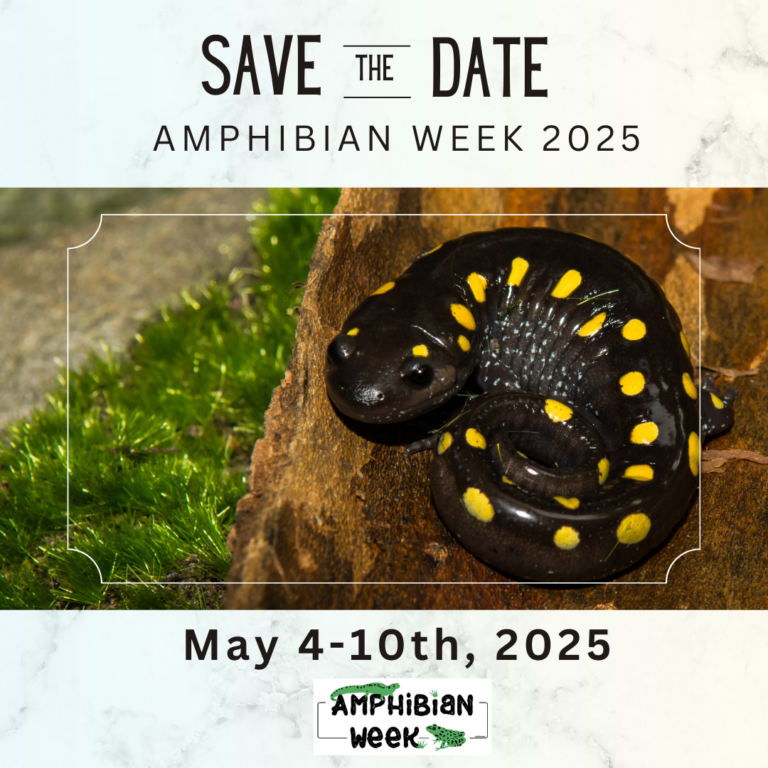 Amphibian Week 2025 | PARC